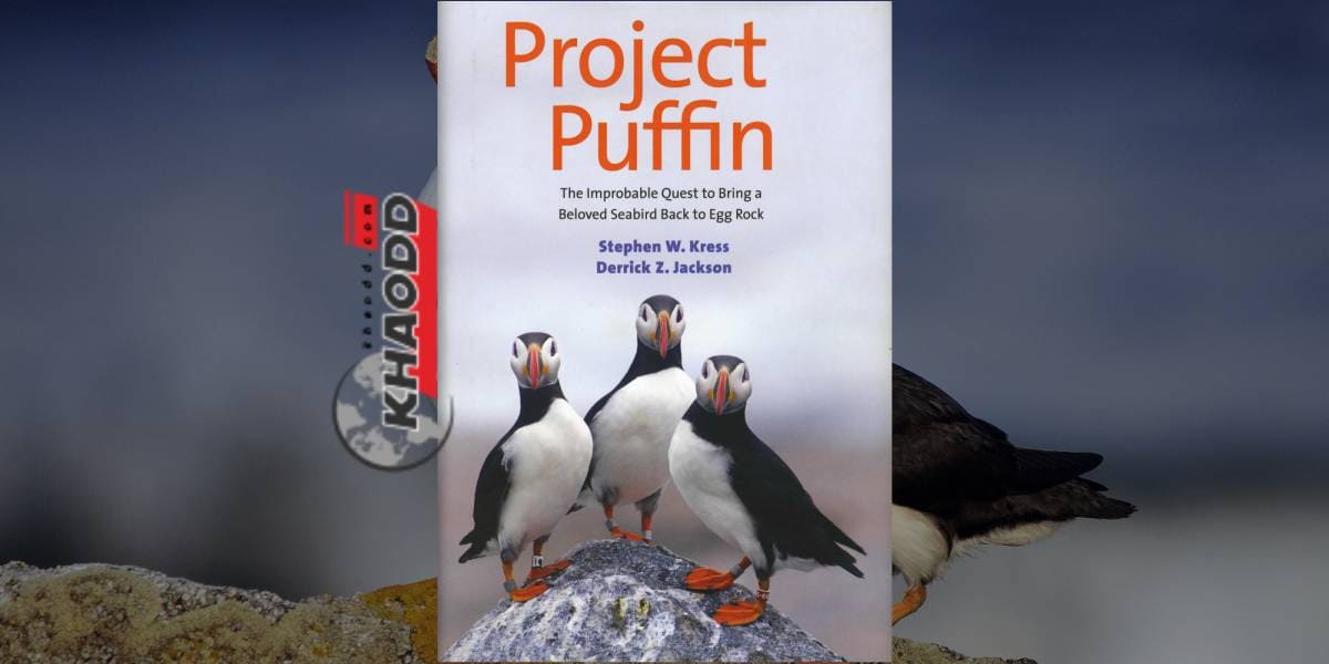 นกพัฟฟินใกล้สูญพันธุ์ ถูกช่วยเหลือโดย ‘Project Puffin’