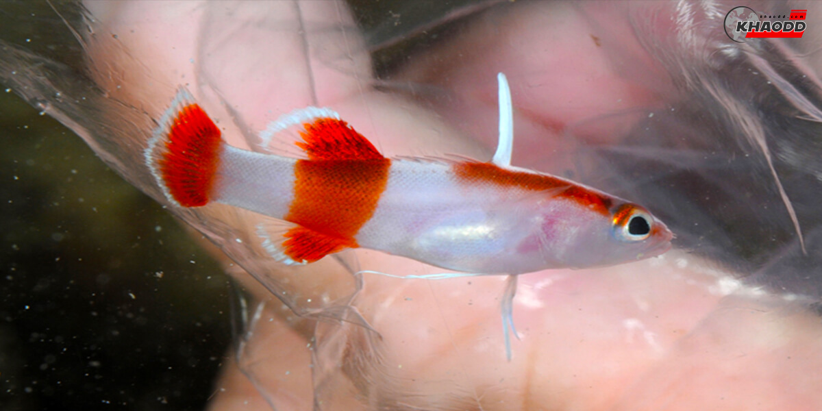 5 ปลาสวยงามแพงที่สุด ในโลกสำหรับสาวกคนเลี้ยงปลาไม่ควรพลาด