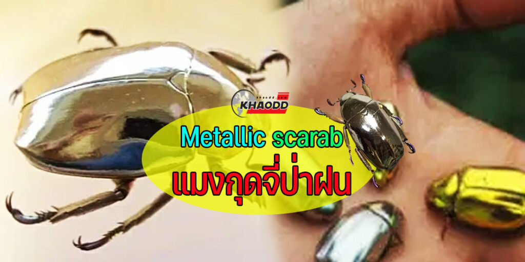 แมงกุดจี่สะท้อนแสง Metallic scarab ปีกเคลือบไคตินซับซ้อนหลายชั้น
