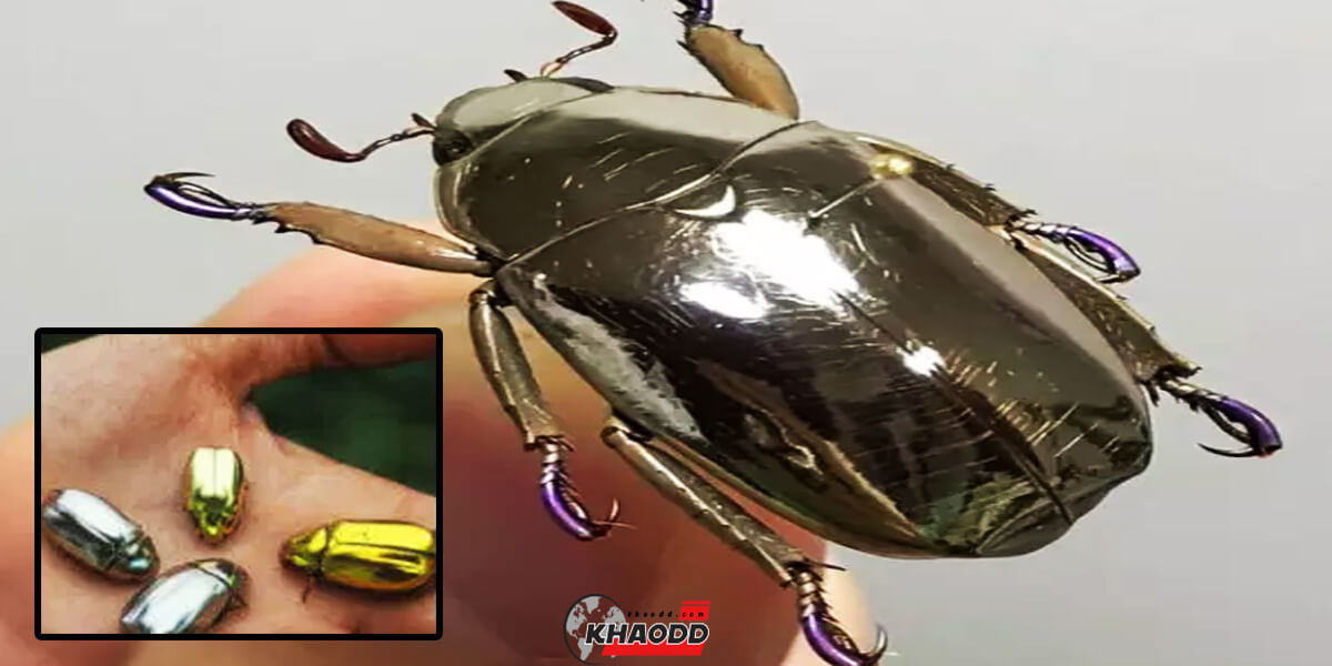 แมงกุดจี่สะท้อนแสง Metallic scarab ปีกเคลือบไคตินซับซ้อนหลายชั้น