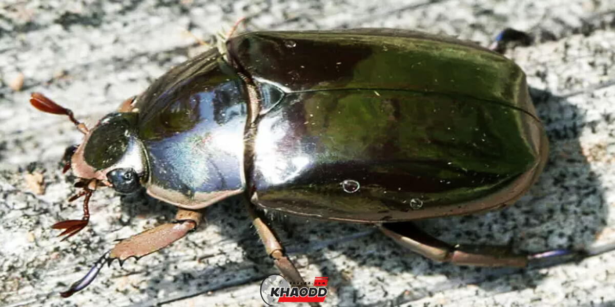 แมงกุดจี่สะท้อนแสง Metallic scarab ปีกเคลือบไคตินซับซ้อนหลายชั้น