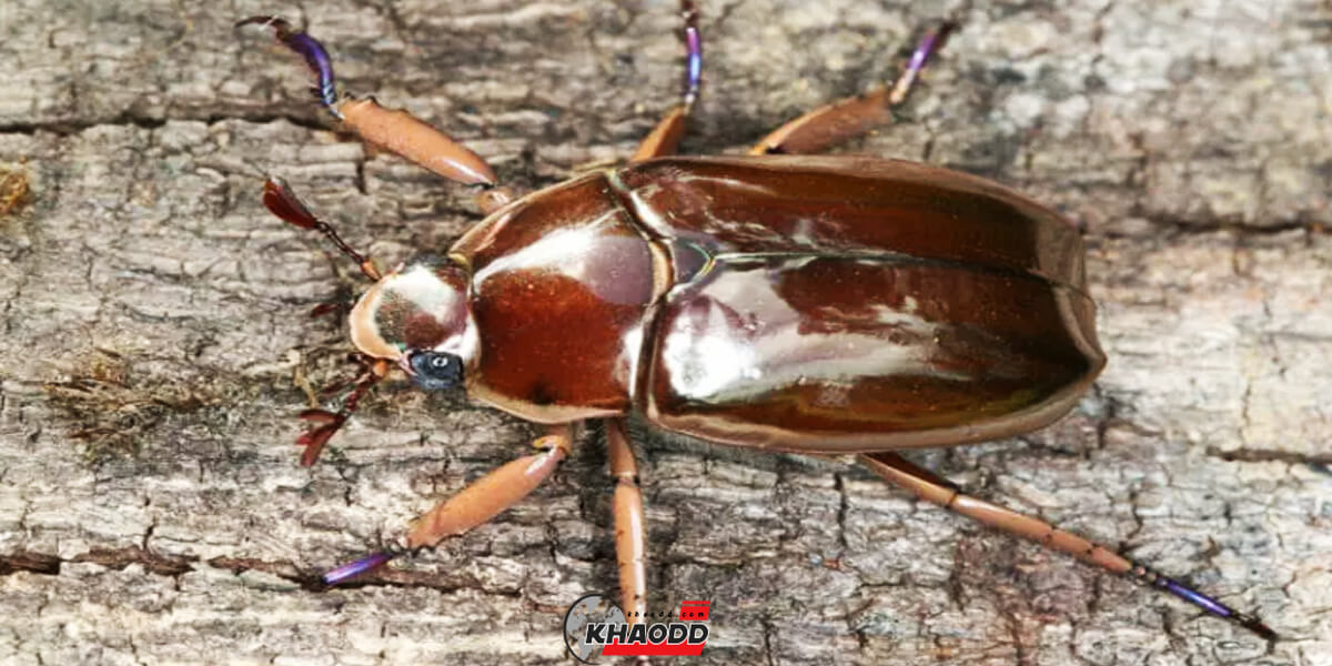 แมงกุดจี่สะท้อนแสง Metallic scarab ปีกเคลือบไคตินซับซ้อนหลายชั้น