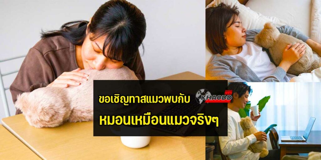 หมอนเหมือนแมว Premium MeowEver ขนนุ่ม เหมือนแมวตัวเป็นๆ