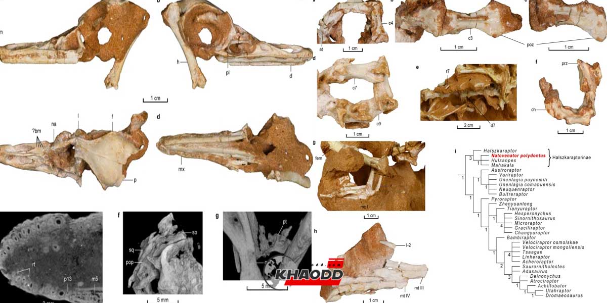 พบไดโนเสาร์ใหม่ อายุมากกว่า 71 ล้านปี มีจะงอยปาก มีคอยาวคล้ายๆห่าน